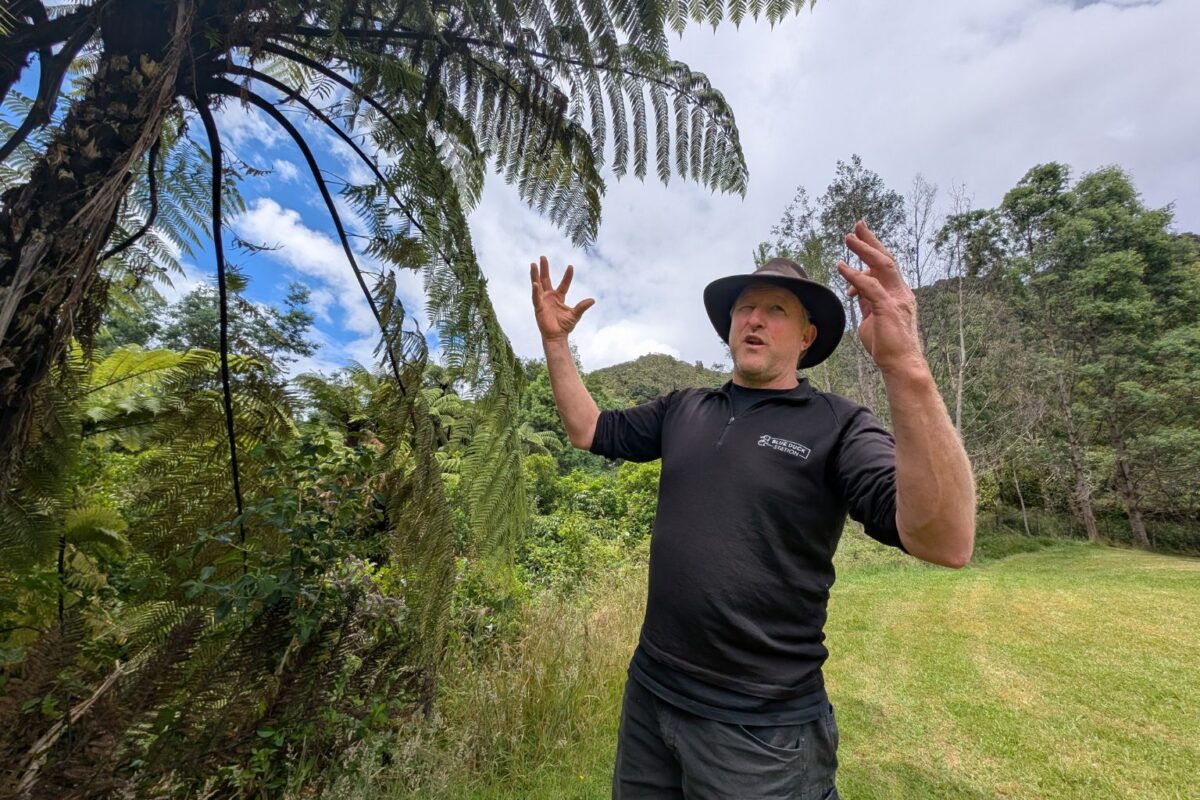 Could New Zealand become the biggest conservation project on Earth ...